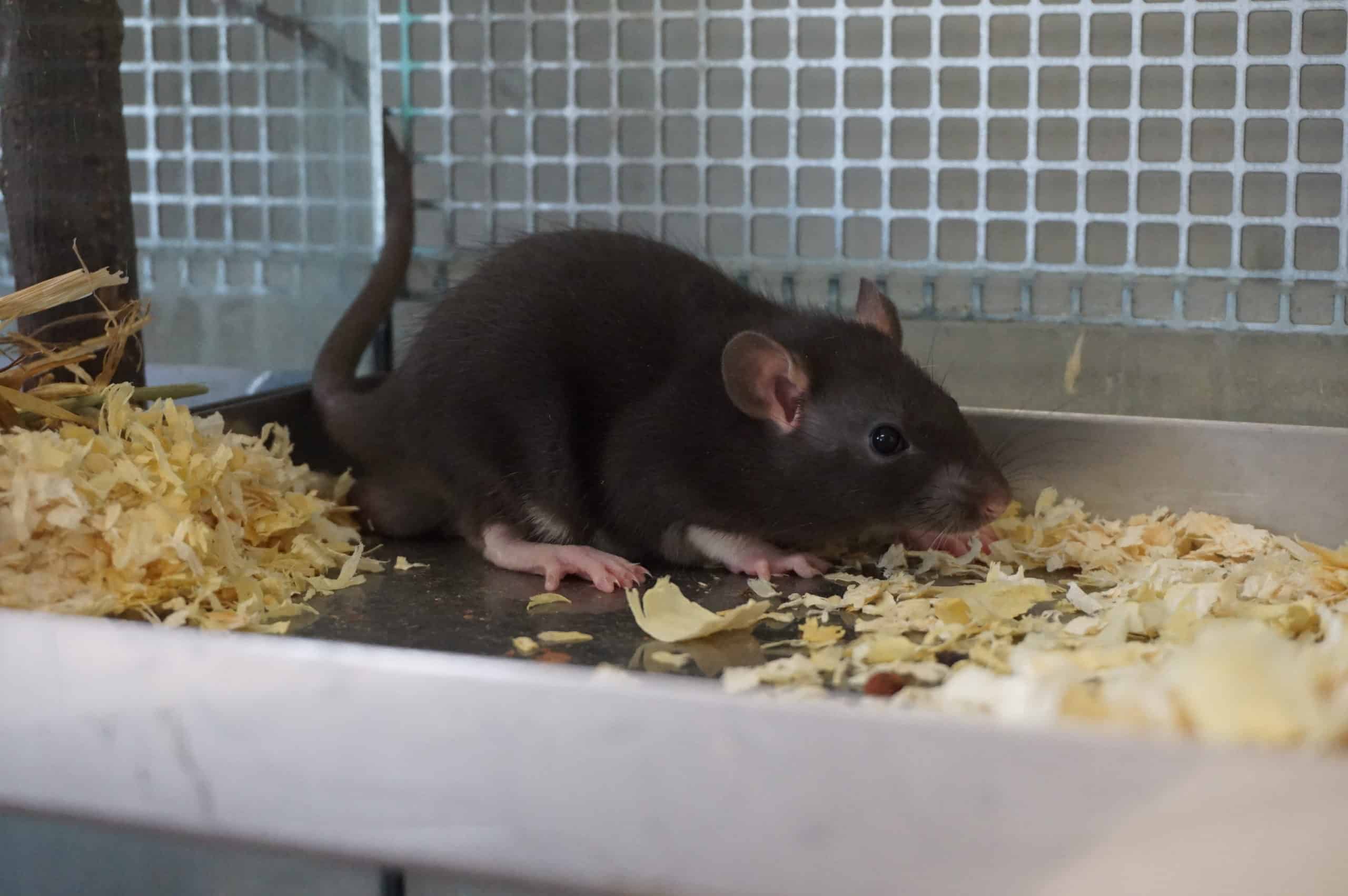 Informationen über die Haltung von Ratten - TierQuarTier Wien