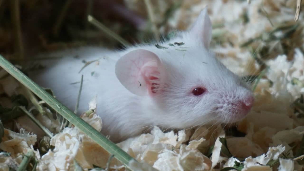 Mäuse - TierQuarTier Wien