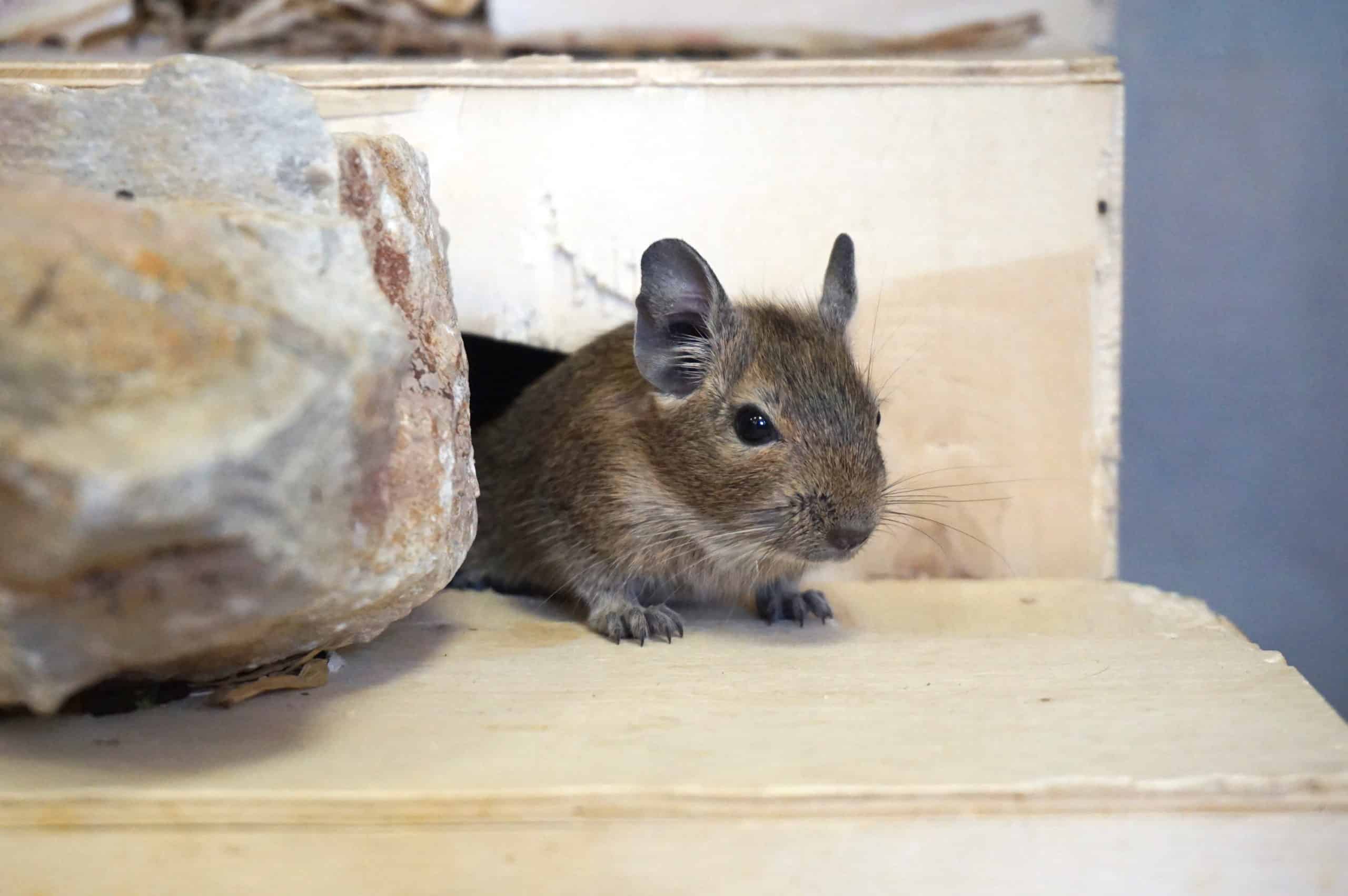 Informationen über die Haltung von Degus - TierQuarTier Wien
