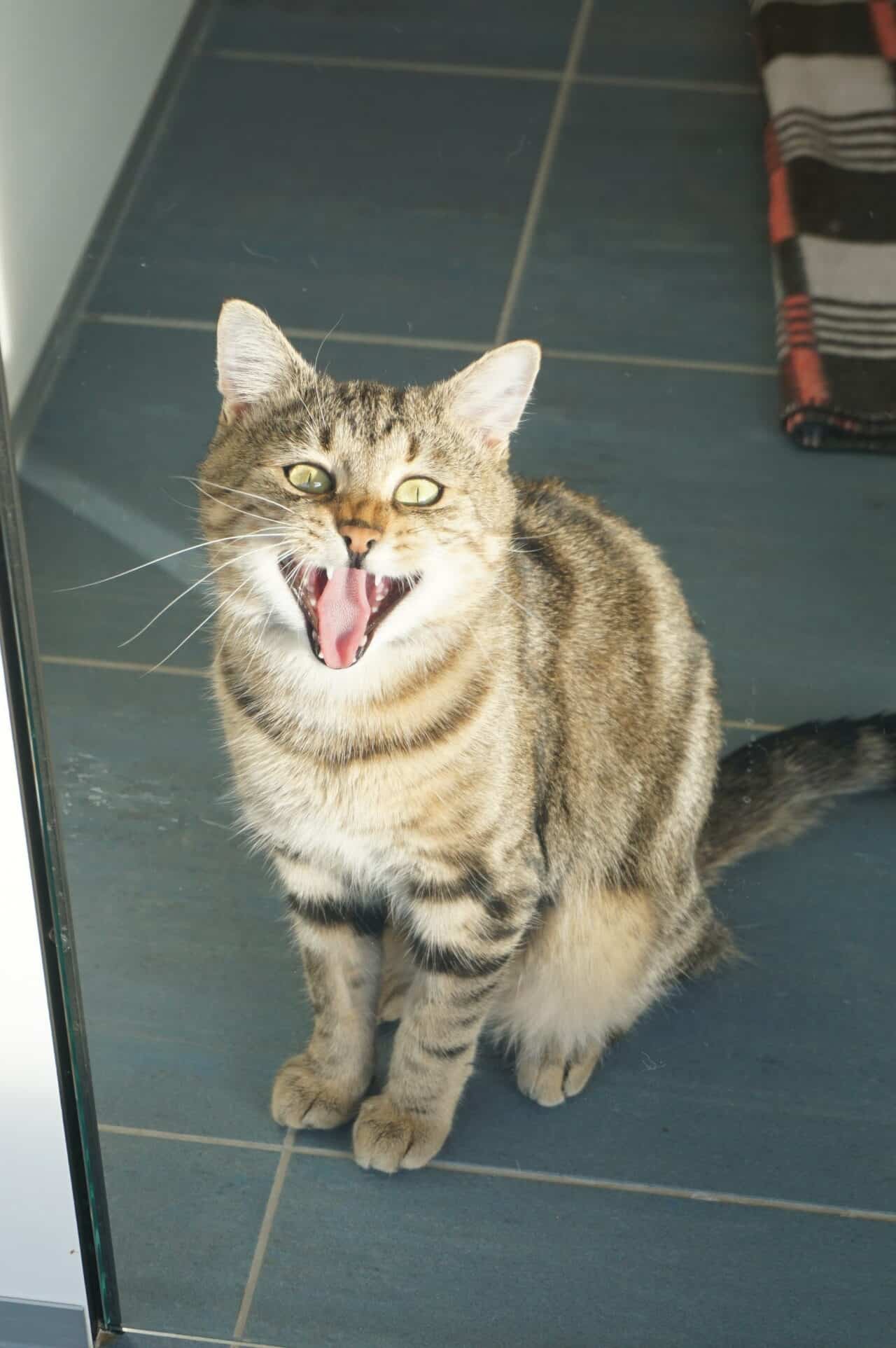 Was tun nach einem Katzenbiss? - TierQuarTier Wien