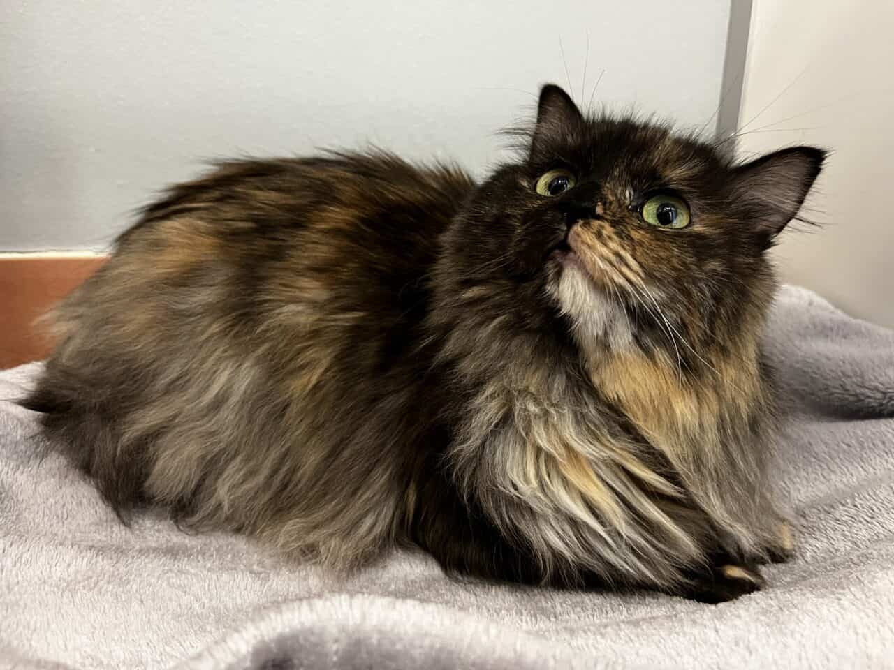 Pushinka mit ihrer Familie wiedervereint - TierQuarTier Wien