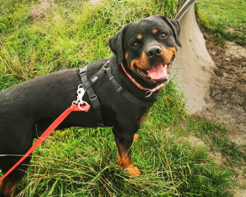 Listenhunde in Wien - TierQuarTier Wien