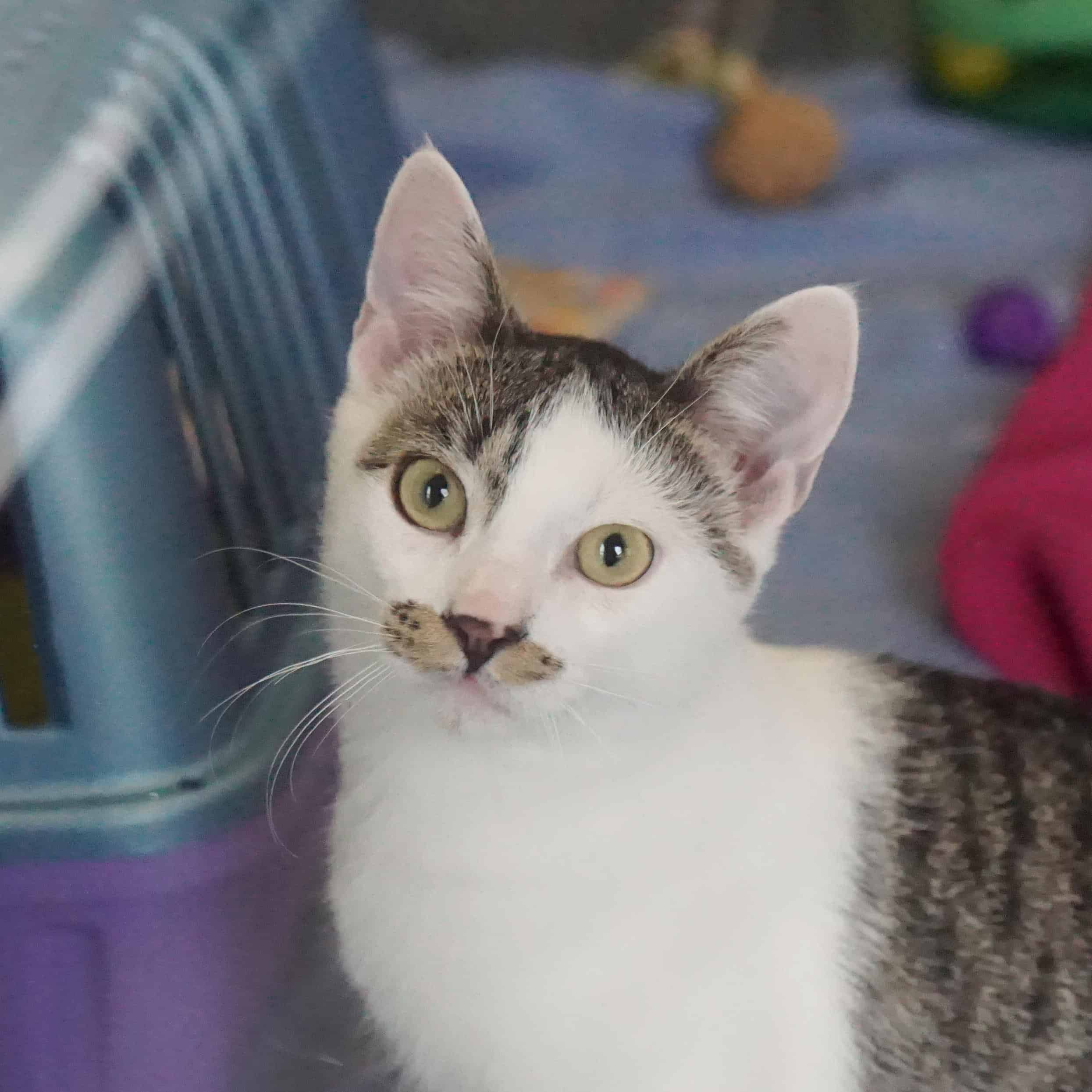 Peppino (und Grimli) - TierQuarTier Wien