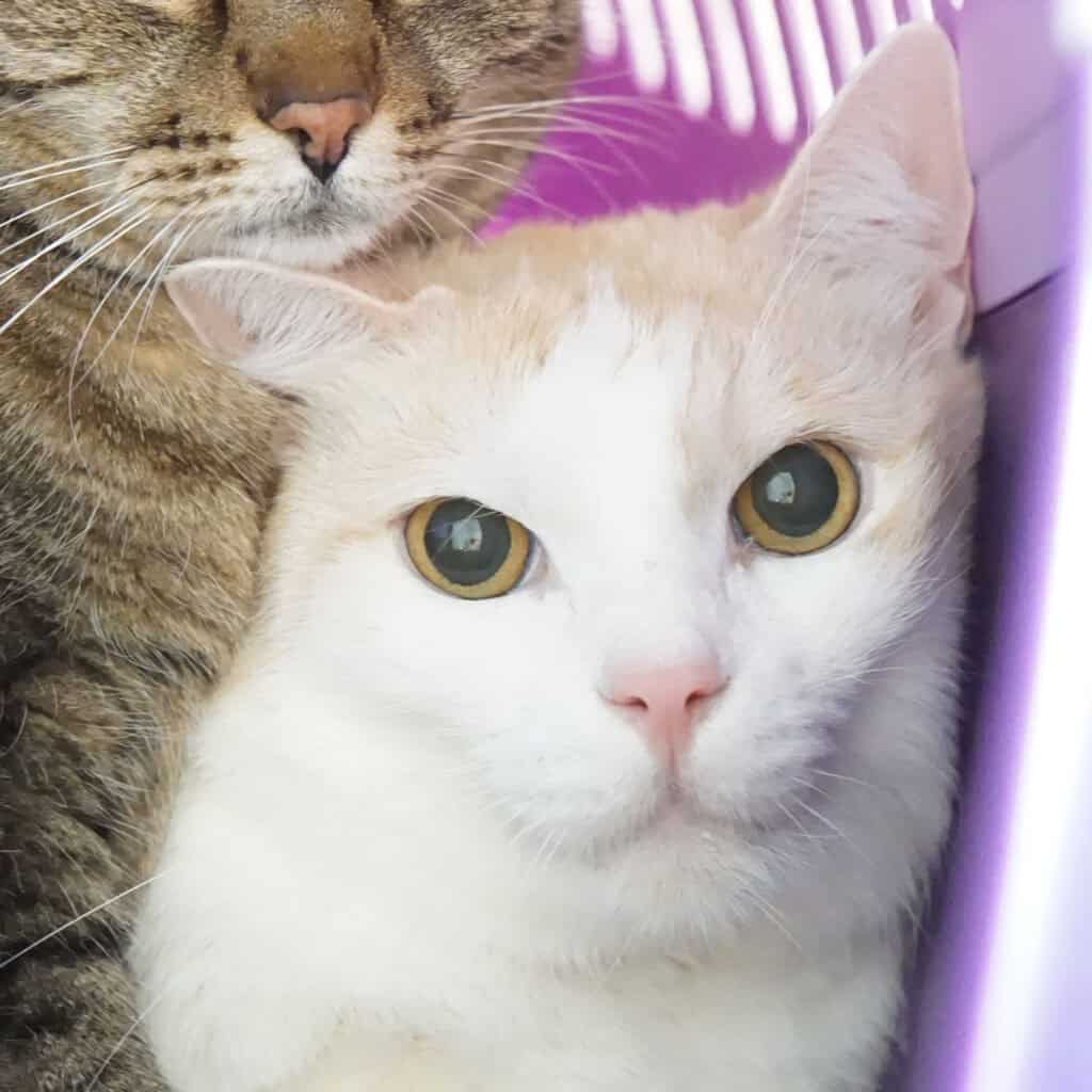 Ruprecht (und Rosemarie) - TierQuarTier Wien
