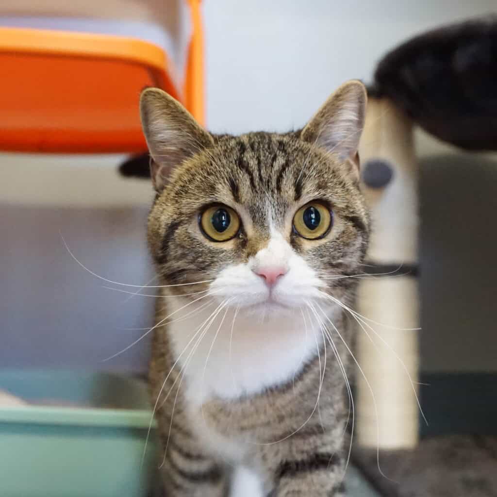 Anita - TierQuarTier Wien