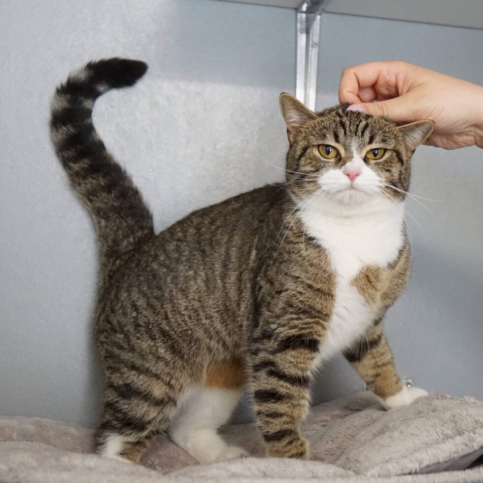 Anita - TierQuarTier Wien