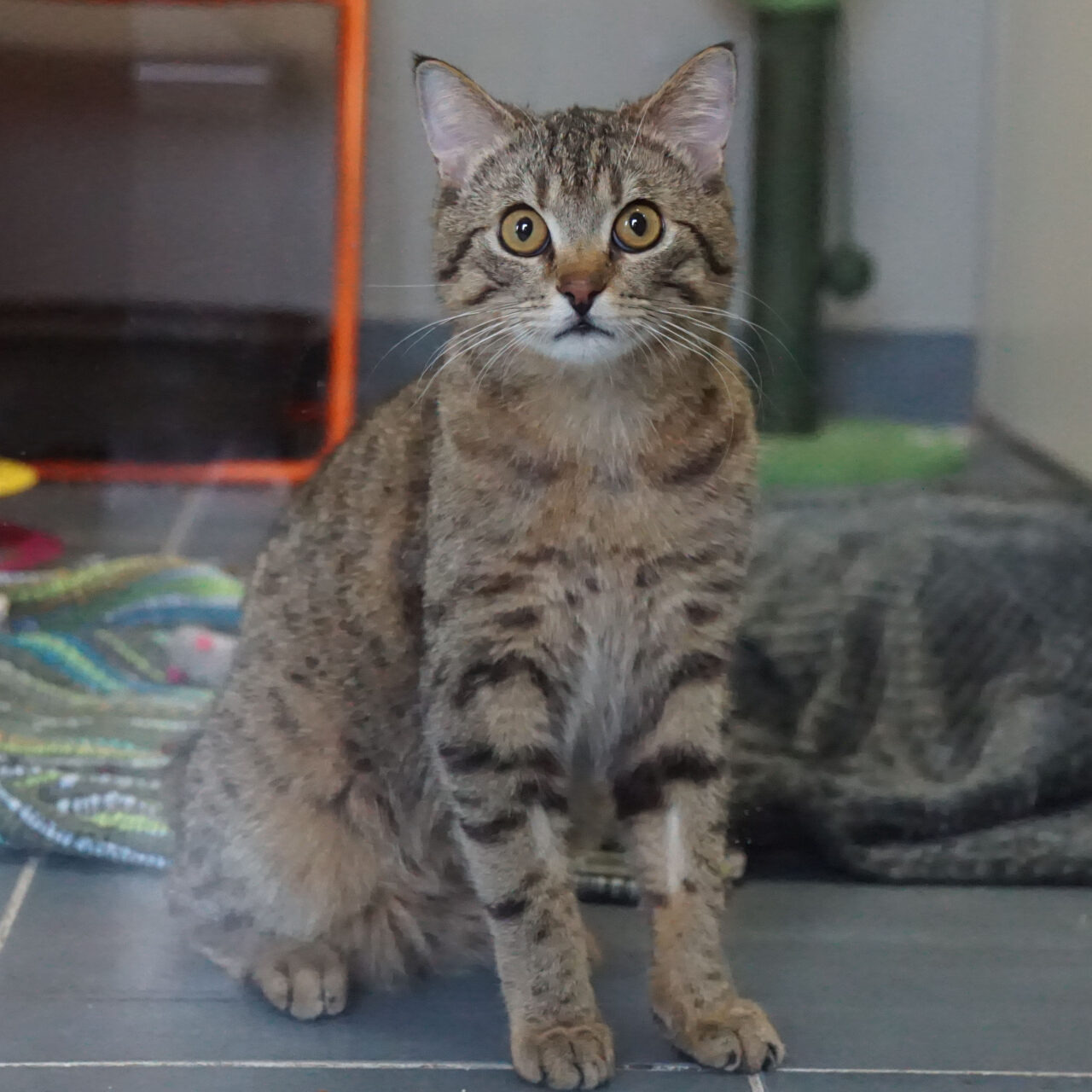 Schokodrop - TierQuarTier Wien